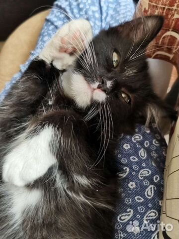 Котёнок Митяй