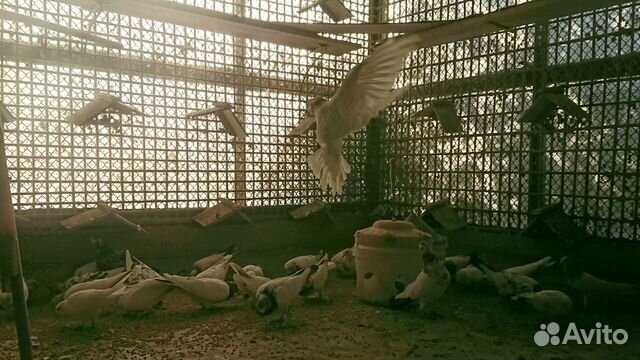 Голуби пакистанцы