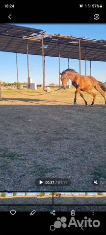 Англо-араб, жеребёнок в хорошие руки