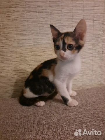 Грациозная красавица в дар