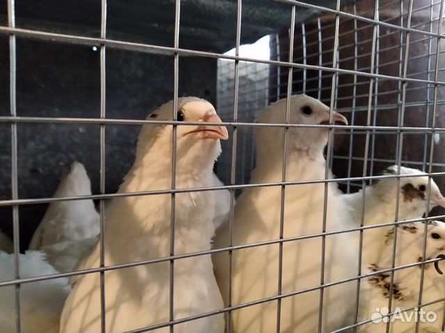 Перепела(самцы)