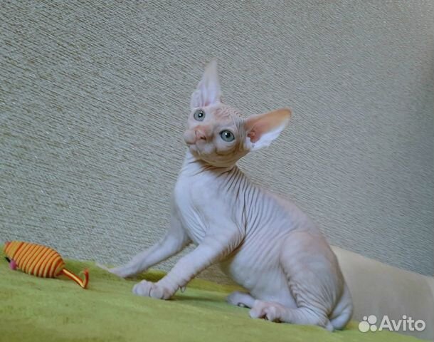 Канадский сфинкс эльф