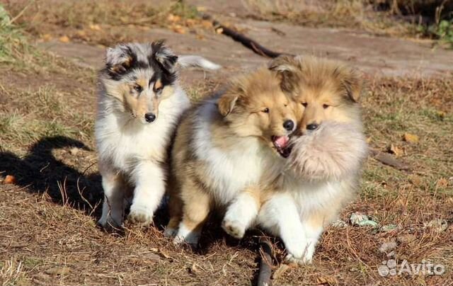 Щеночки колли