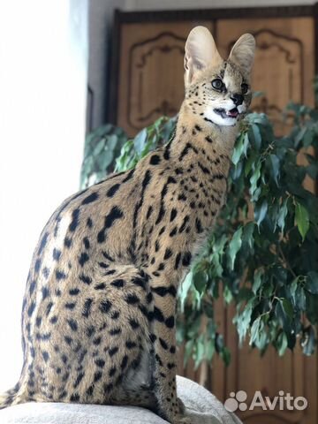 Саванна f0 мальчик