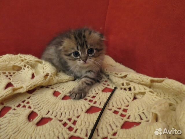 Котятки шиншиллятки
