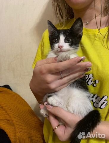 Ищем добрые руки