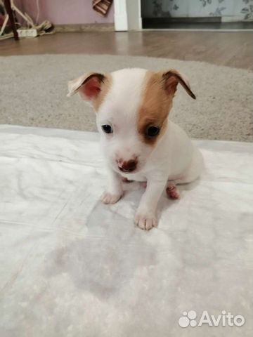 Щенки чихуахуа мини