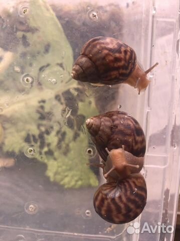 Улитка ахатина