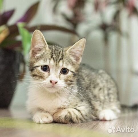 Милая малышка котенок Стеша 2,5 месяца в добрые ру