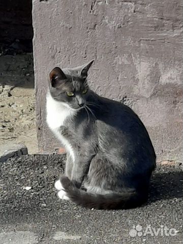 Котенок дымчатый в добрые руки