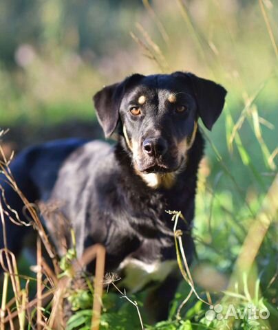 Красотка Фиби ищет дом