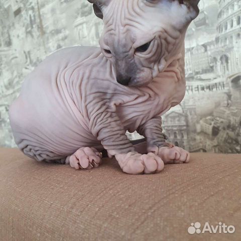 Донской сфинкс котята