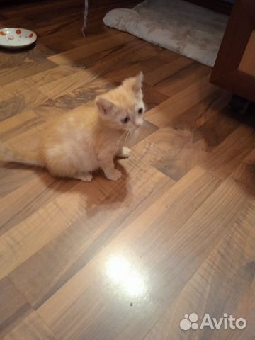 Добрые котята, котики, 1 мес