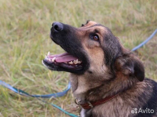 Ласковая Дина ищет семью