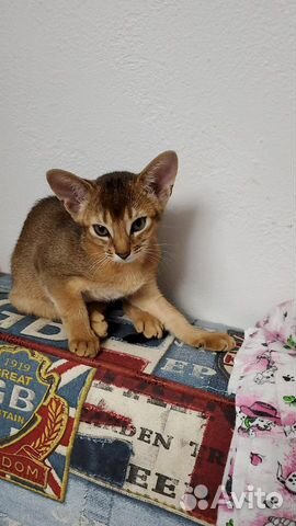 Абиссинская