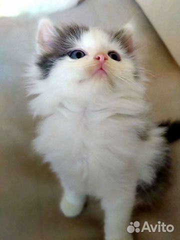 Котенок мальчик Барсик пушистый 1,5 мес