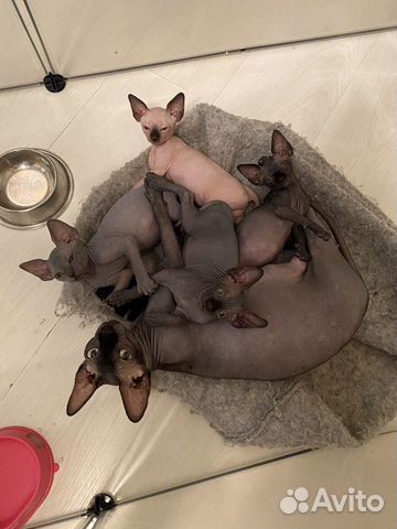 Канадский сфикс