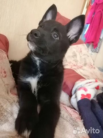 Маленький щенок в добрые руки