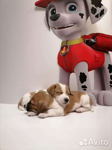 Щенки джек рассел терьер