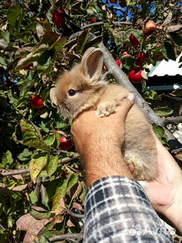 Крольчата, 1,5 месяца, рыжие пушистики,ручные