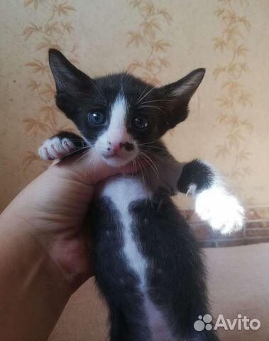 Ориентальные котята