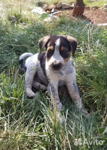 Мальчик охотничей породы, бесплатно в х