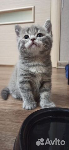 Британская