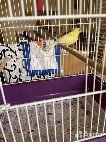 Канарейка самка