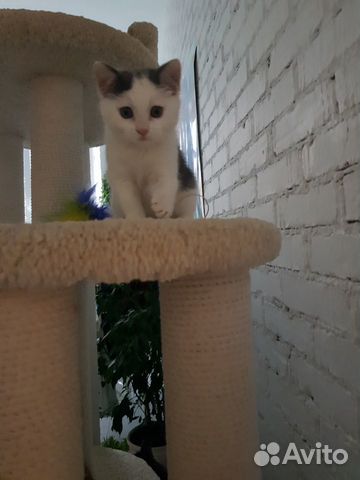 Плюшевая зайка