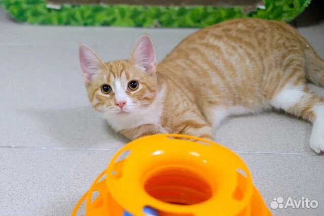 Чудесный рыжик ищет дом