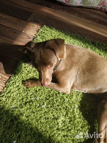 Собака в квартиру или дом маленькая