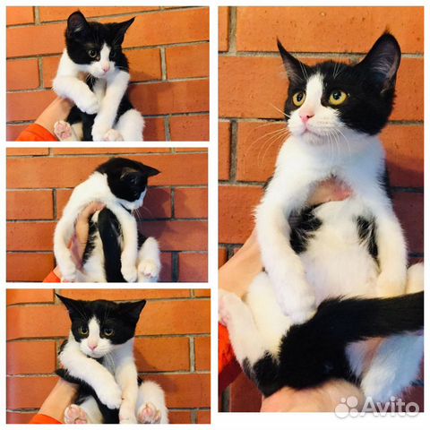 Очень нужен дом лаской малышке, которую с мамой бр