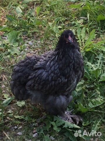 Куры несушки