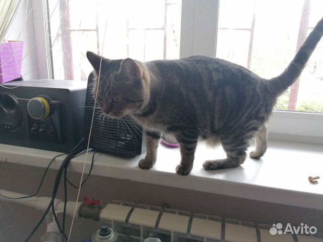 Шотландская вислоухая кошка