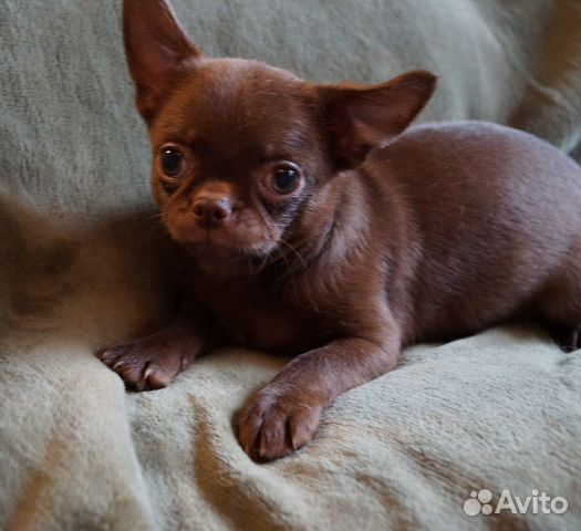 Девочка Юдифь