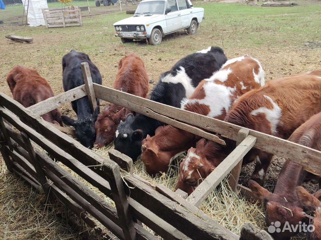 Бычки и телочки