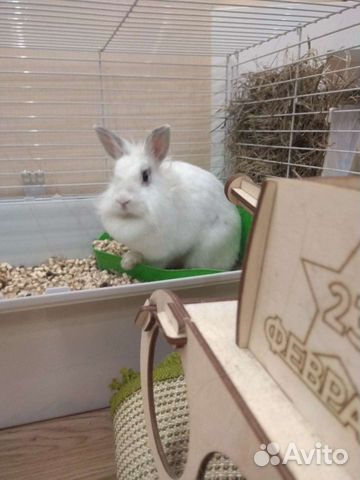 Декоративные кролики