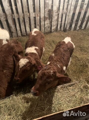 Бычки молодняк