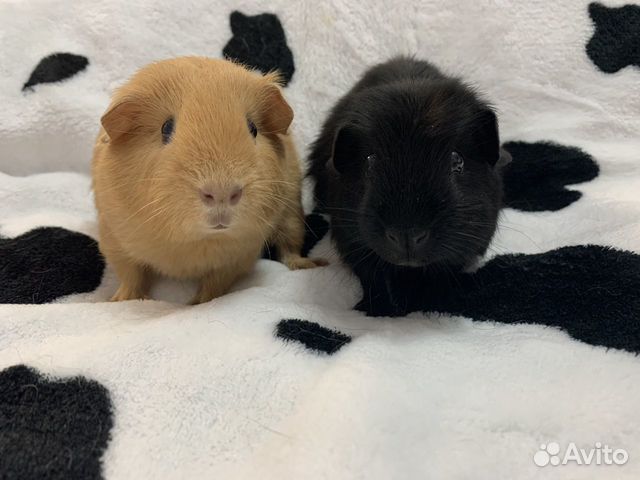 Морские свинки мальчишки