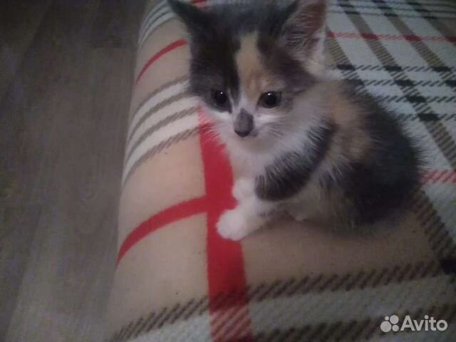 Кошечка лапочка