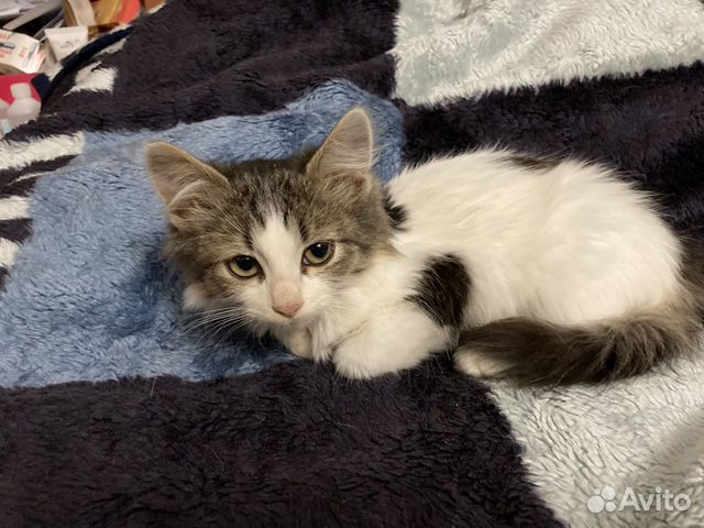 Котенок мальчик симпатичный