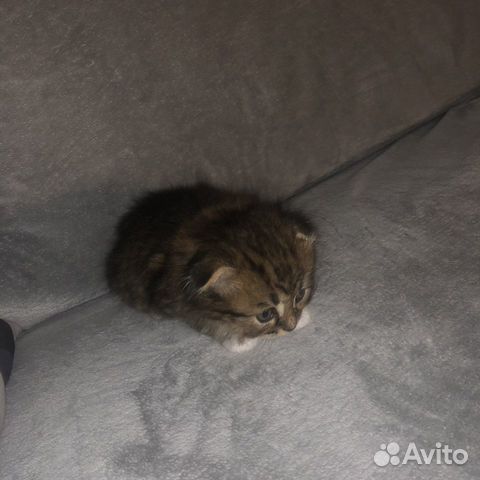 Шотландец вислоухий