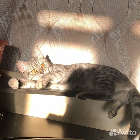 Кот для вязки