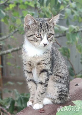 Котята серые в добрые руки