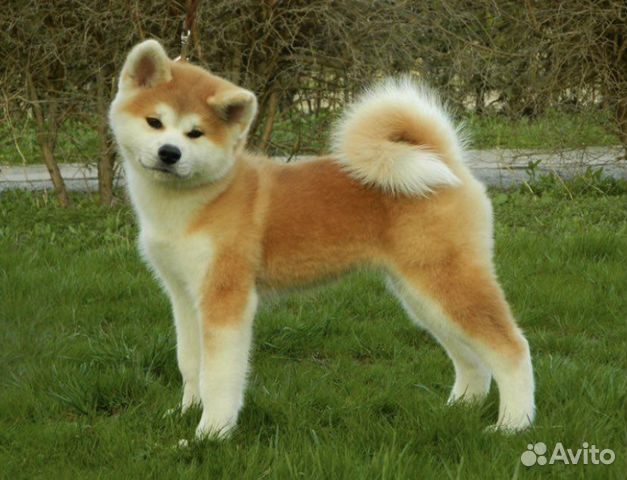 Акита-ину