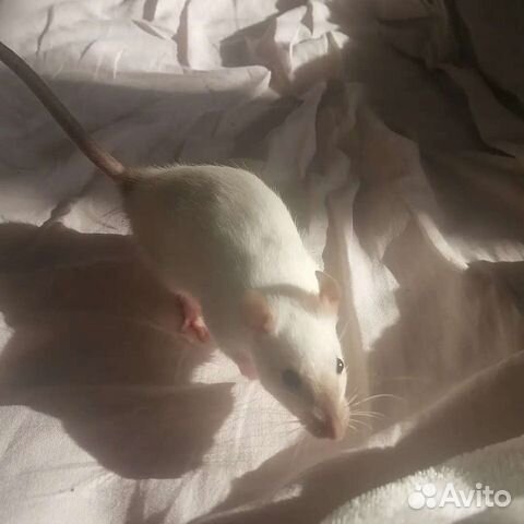 Крыски дамбо