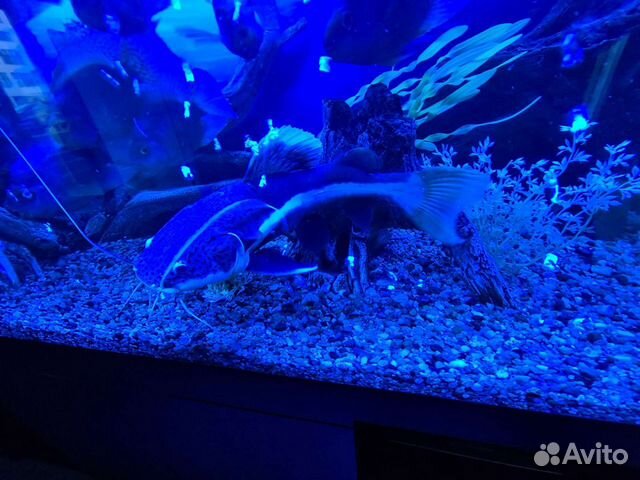 Сом краснохвостый