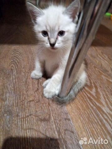 Котенок