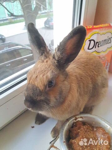 Декоративные карликовые кролики