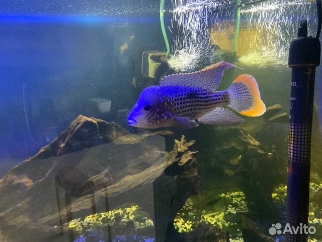 Бирюзовая Акара самец